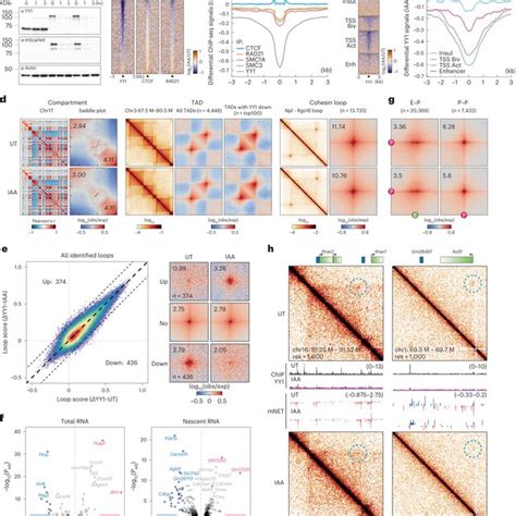 E P P P Loops Can Cross Tad Boundaries A Snapshots Of Micro C Maps Of Download Scientific