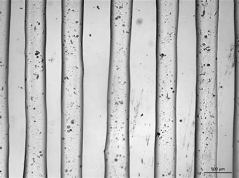 Low Endotoxin Gelma Uv Bioink For 3d Bioprinting Applications Get Quote Rfq Price Or Buy