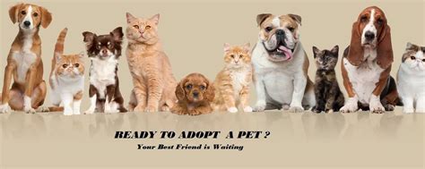 Четыре Лапы Зоомагазин «Четыре лапы это место где каждый хозяин найдёт качественные товары