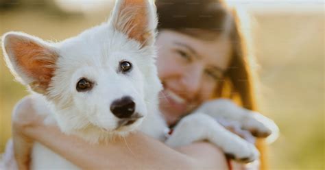 여름 초원의 따뜻한 일몰 빛에 귀여운 하얀 강아지를 껴안고 있는 행복한 여자 사랑스러운 스위스 셰퍼드 푹신한 강아지와 껴안고 있는 캐주얼한 젊은 여성 행복의 아름다운