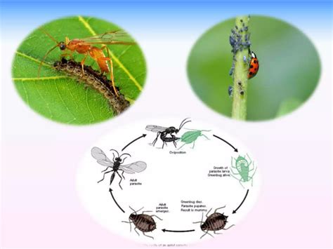 Conservation Of Biological Controls Pptx