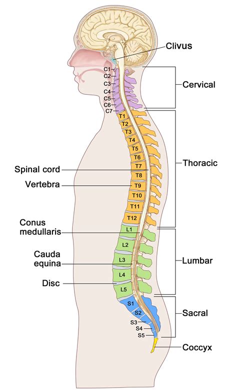 Labeled Diagram Of Spine At Janita Huang Blog