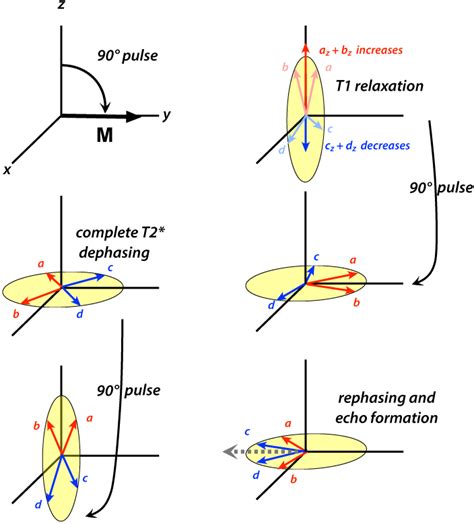 Stimulated Echo Questions And Answers In Mri
