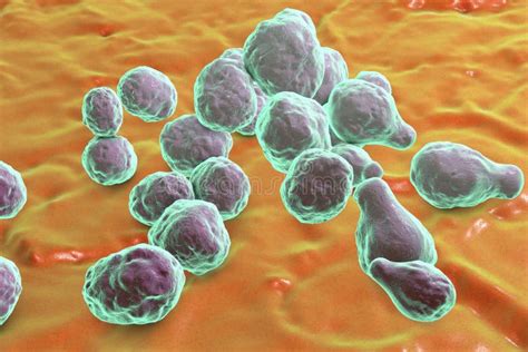 Pathogenic Yeast Fungus Cryptococcus Neoformans Stock Illustration