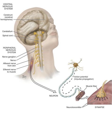 The Brain And Nervous System Flashcards Quizlet