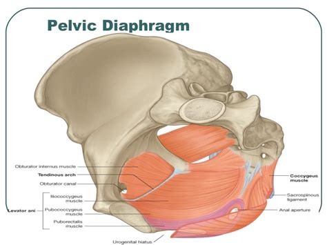 Pelvis And Perineum Male Anatomy Clinical Correlates Male Pelvis And