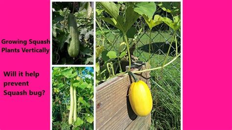 Growing Spaghetti Squash Vertically
