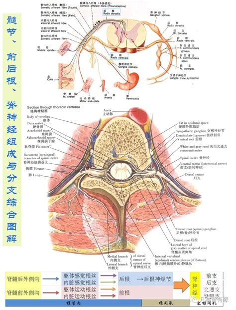 【干货收藏】脊髓与脊椎相关定位知识点 脑医汇