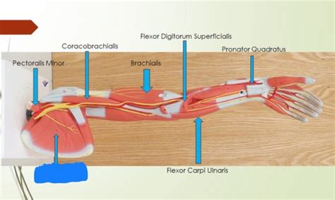 Upper Body Muscles Practicle 3 Flashcards Quizlet