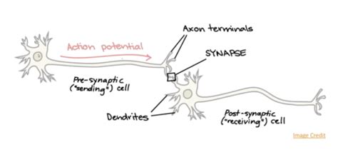 Dendrites To Synapse Phsyio 25 Flashcards Quizlet