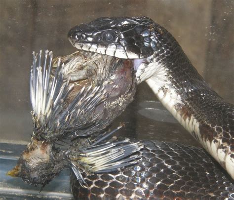 Black Rat Snake Facts And Pictures