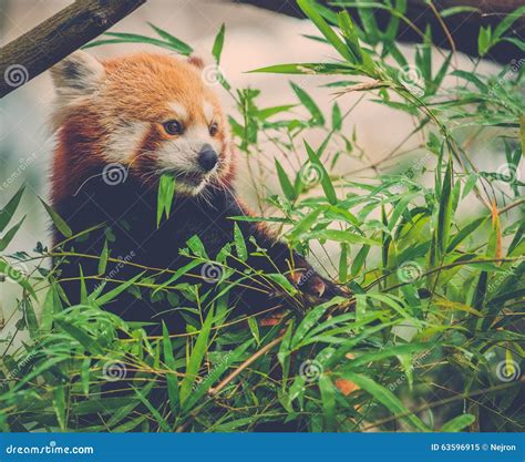 Red Panda Eating A Bamboo Tree Leaves Stock Image Image Of Leave