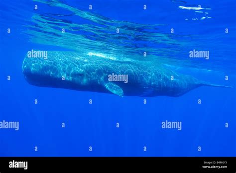 Sperm Whale Physeter Catodon Physeter Macrocephalus Underwater