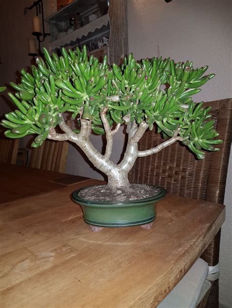Crassula Bonsai Pflanzen