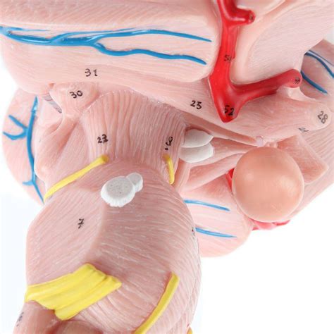 Brain Stem Anatomy Model Brainstem Location Anatomy Parts Function