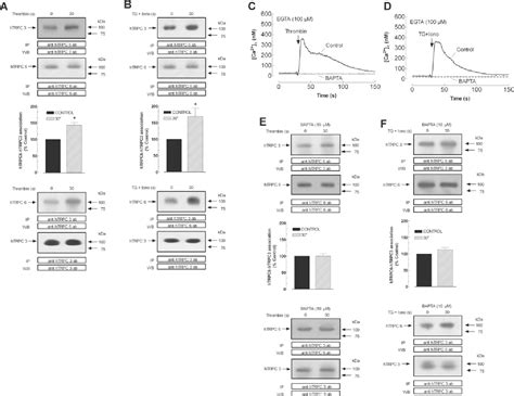 Figure 4 From Dynamic Interaction Of Htrpc6 With The Orai1 Stim1