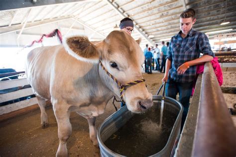 Livestock Santa Barbara County Fair