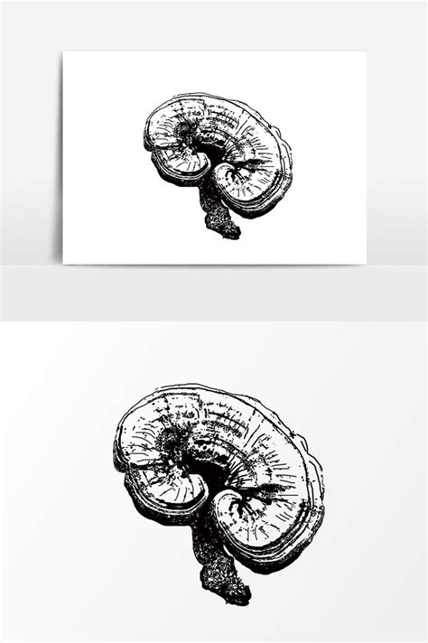420 000 Ganoderma Drawing Elements Png Images Free Ganoderma Drawing