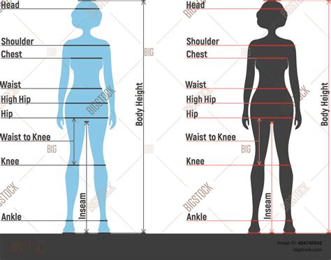 Female Size Chart Vector And Photo Free Trial Bigstock