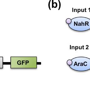 Synthetic Gene Circuits A Bistable Toggle Switch 5 And B Download High Quality