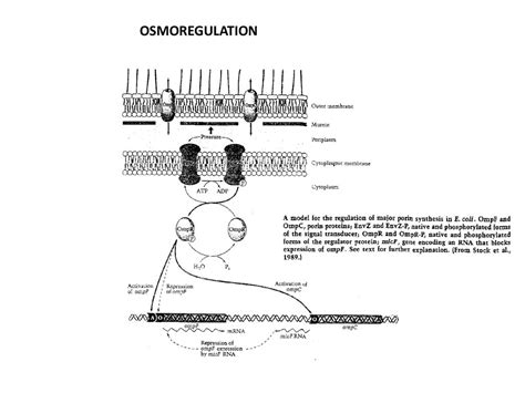 Environmental Conditions Ppt Download