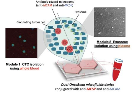 Dual Isolation Of Ctcs And Cancer Derived Exosomes Ufluidix