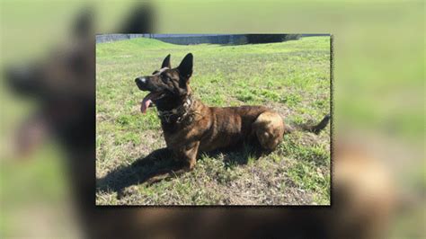 Missing Williamson County Sheriffs K9 Found Dead Fox 7 Austin