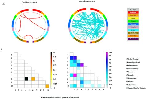 positive and negative networks summarized by overlap with macroscale