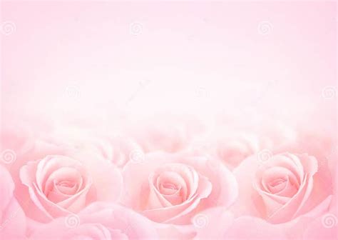 Pink Rose Flowers With Blurred Sofe Pastel Color Background For Love