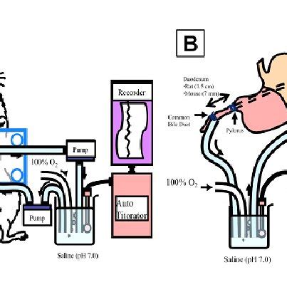Schematic Illustration Of The Perfusion System And Order Of Connection Download Scientific