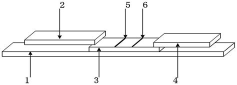 Escherichia Coli O157 H7 Viable Bacteria Quantitative Detection Test