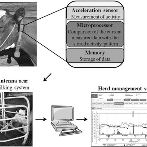 Mean Duration Of Cows Estrus In Dependence On The Detection Method And Download Table