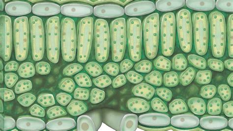 Chloroplast Function Location Diagram Britannica