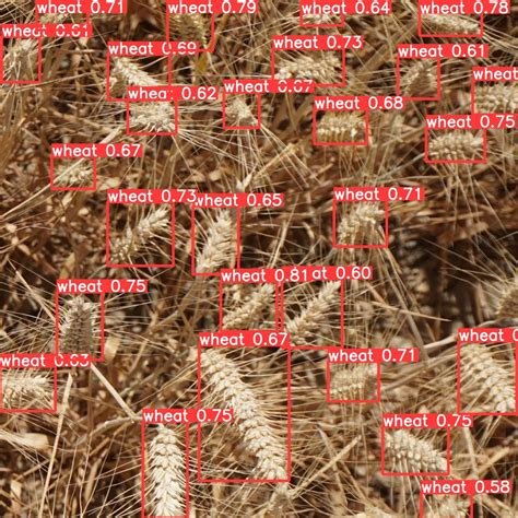GitHub Nehaal Wheat Detection
