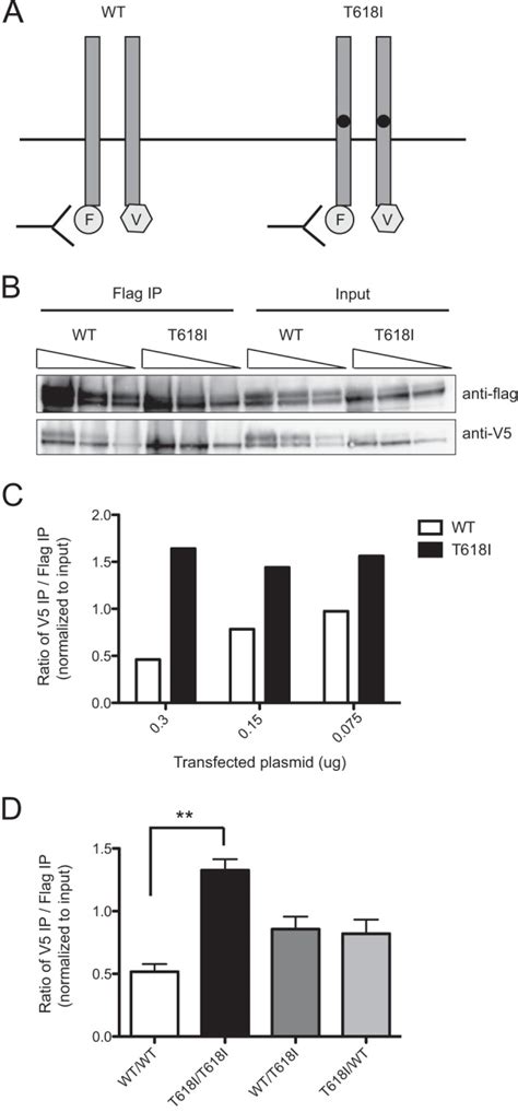 Ligand Independence Of The T618i Mutation In The Colony Stimulating