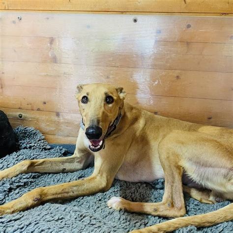 Cinammon Adopted A Sanctuary For The Galgos