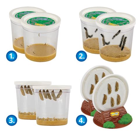 Insect Lore Butterfly Garden Kit With Two Live Cups Of Caterpillars Pl