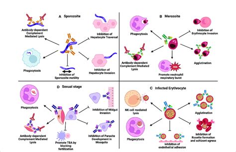 Multiple Antibody Effector Functions Involved In Immunity To Malaria Download Scientific