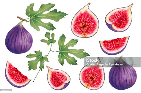 잎이 있는 잘 익은 보라색 무화과 과일 세트 과일은 개별적으로 전체 및 섹션으로 육즙이 많은 무화과의 아름답고 맛있는 세트입니다 수채화와 마커 식물 그림입니다 무화과에 대한