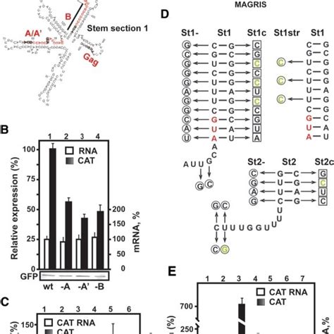 Identification Of Essential Cis Acting Shunting Elements A Schematic