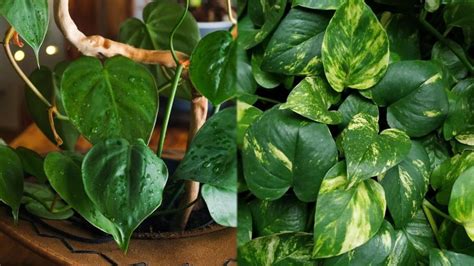 Pothos Vs Philodendron Whats The Difference