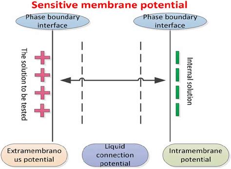 Sensitive Membrane Potential Diagram Download Scientific Diagram