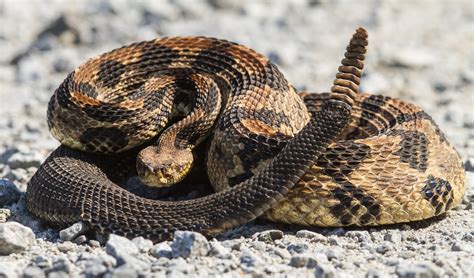 Canebrake Rattlesnake Roads End Naturalist