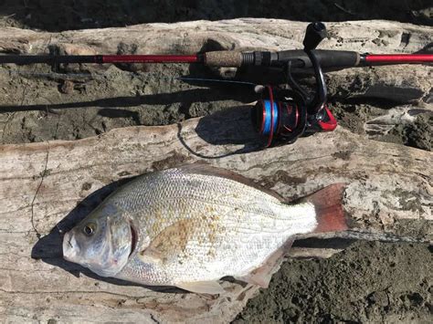 How To Surf Fish For Surf Perch Surf Perch Fishing 101 Surfcasting