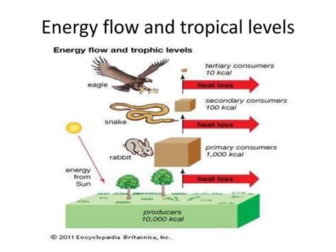 Trophic Structure Of Ecosystems Pptx Science