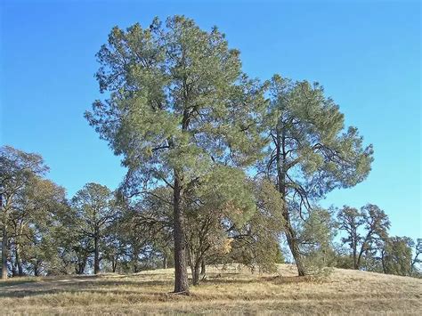 Pinus Sabiniana Conifer Bull Pine California Foothill Pine Digger Pine Foothills Pine