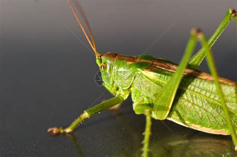 昆虫栖息在植物上昆虫高清图片下载 正版图片503305781 摄图网