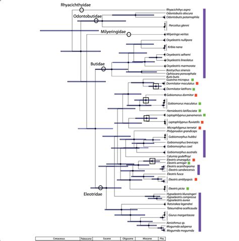 Phylogeny Of Eleotridae Based On Four Mitochondrial Cytb Coi Nd1