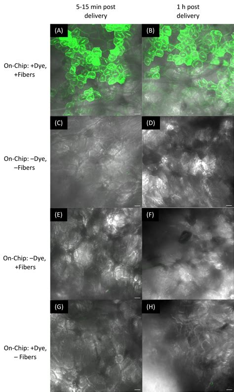 Using Vertically Aligned Carbon Nanofiber Arrays On Rigid Or Flexible Substrates For Delivery Of