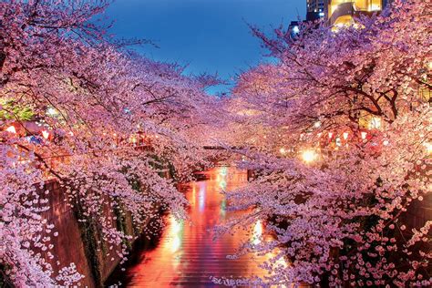 The Cherry Blossom Festival In Japan Everything You Need To Know